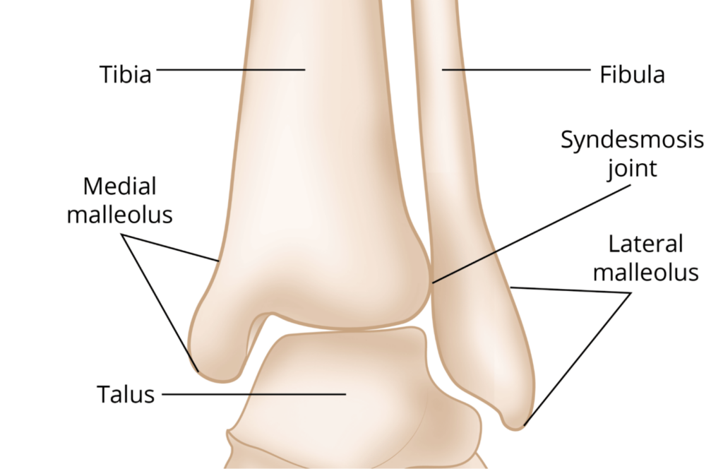 Anatomy Of Talus Understanding The Recovery Journey Of Talus Bone